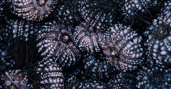 Exploring Salish Sea Tide Pools With Kids | Snohomish County