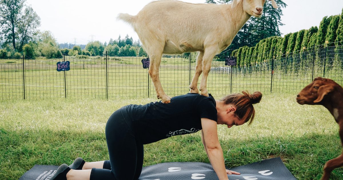 Yes, goat yoga is a thing and you need to do it | Snohomish County